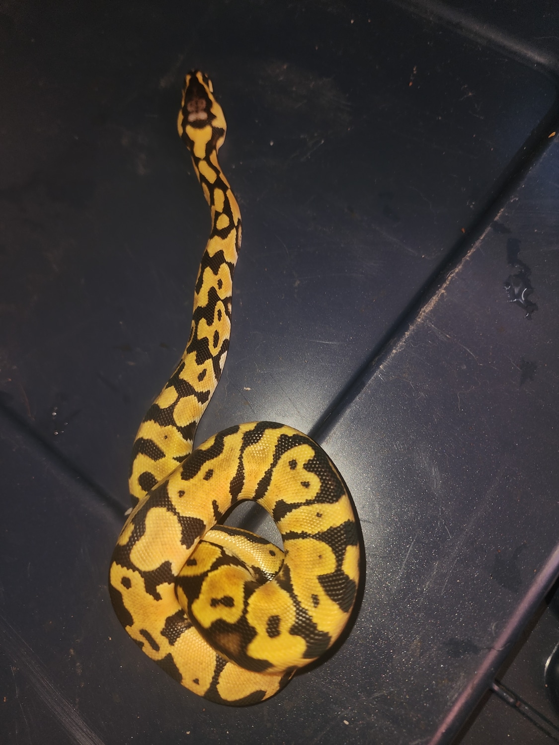Pastel Het Clown Ball Python by Konoha Exotics - MorphMarket