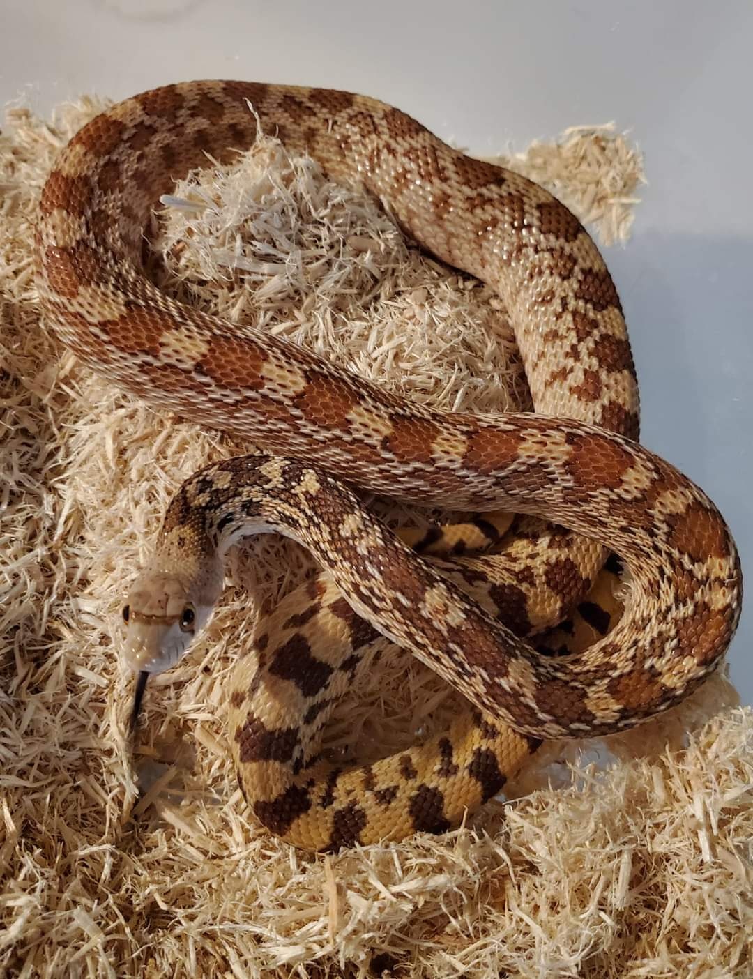 Sonoran Het Rusty Gopher Snake by Kool Colubrids - MorphMarket