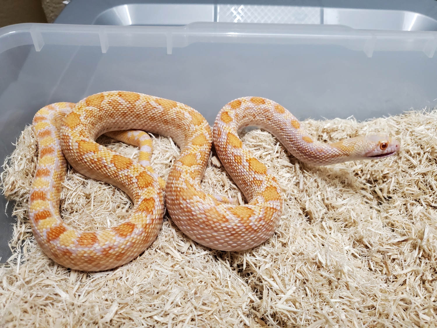Sonoran Albino Gopher Snake by Kool Colubrids - MorphMarket