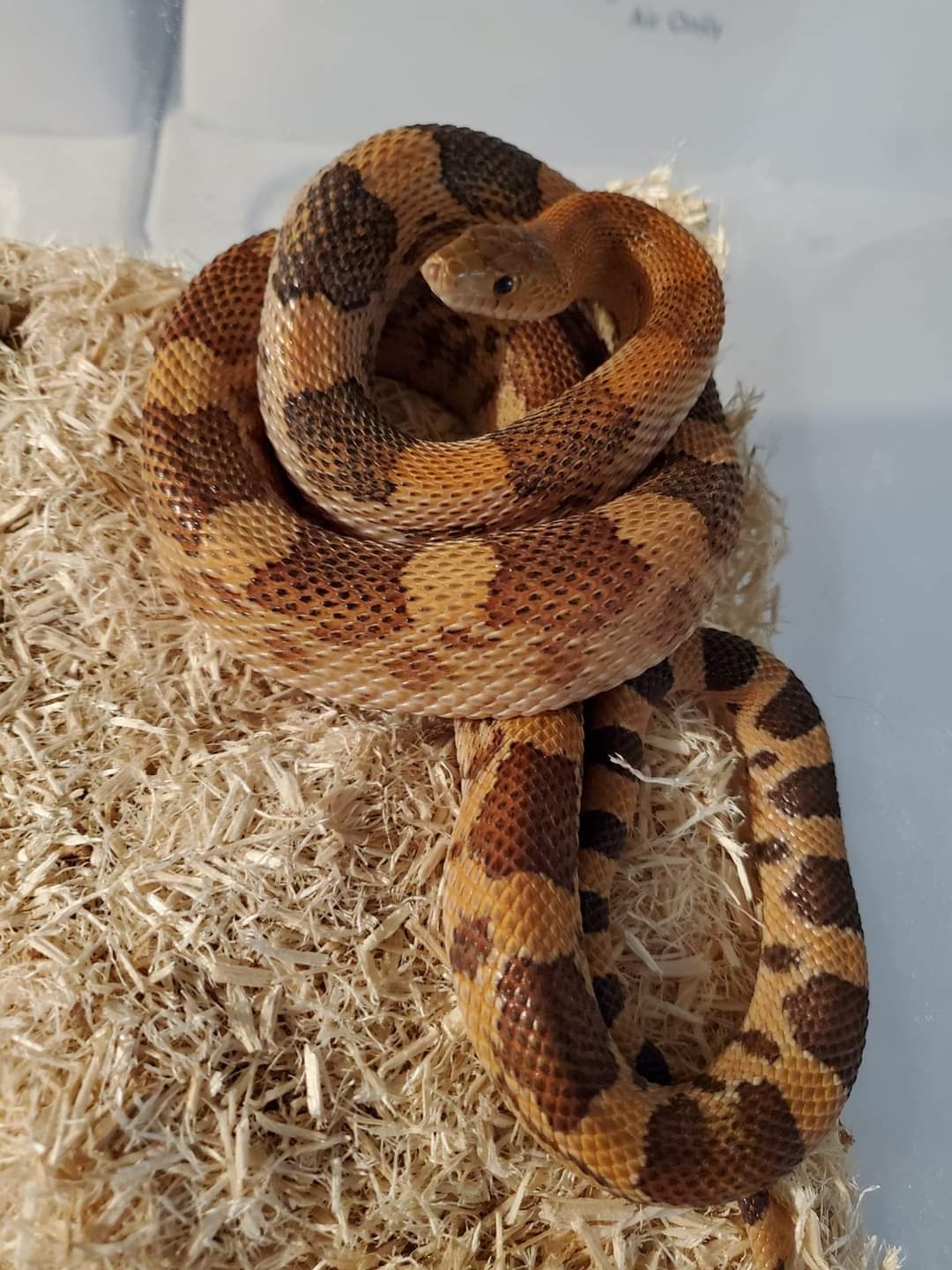 Deppei Jani Mexican Pine Pine Snake by Kool Colubrids - MorphMarket