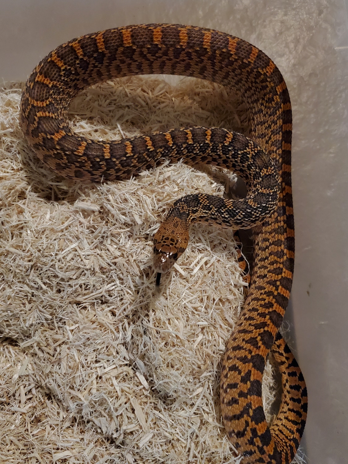 2021 Kingsville Red Bullsnake by Kool Colubrids - MorphMarket