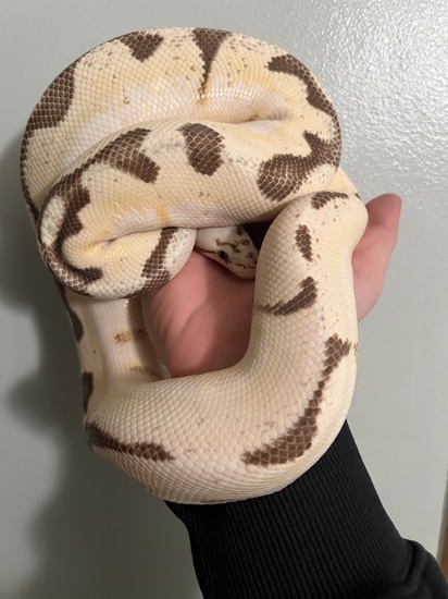 Orange Dream Enchi Fire Bumblebee Ball Python by HK pythons