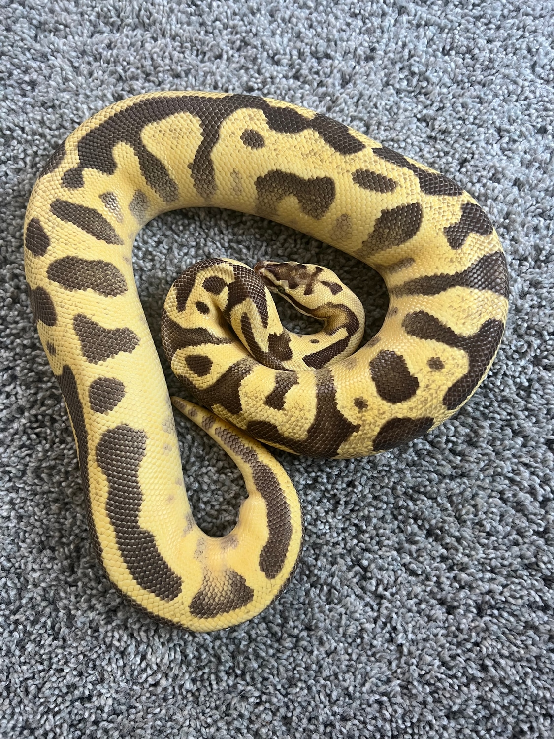 Pastel Enchi Leopard Fire Ball Python by HK pythons - MorphMarket