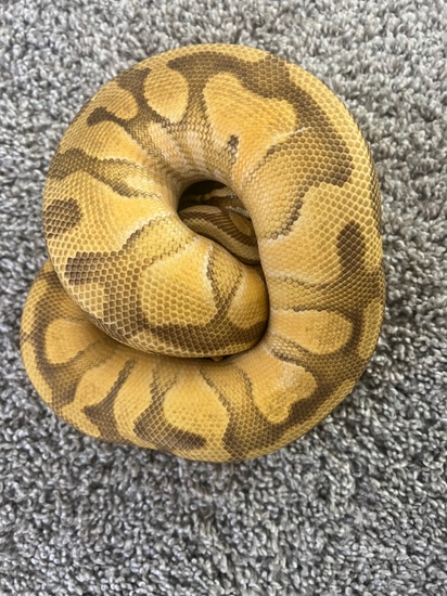 Pastel Enchi Fire Butter Ball Python by HK pythons
