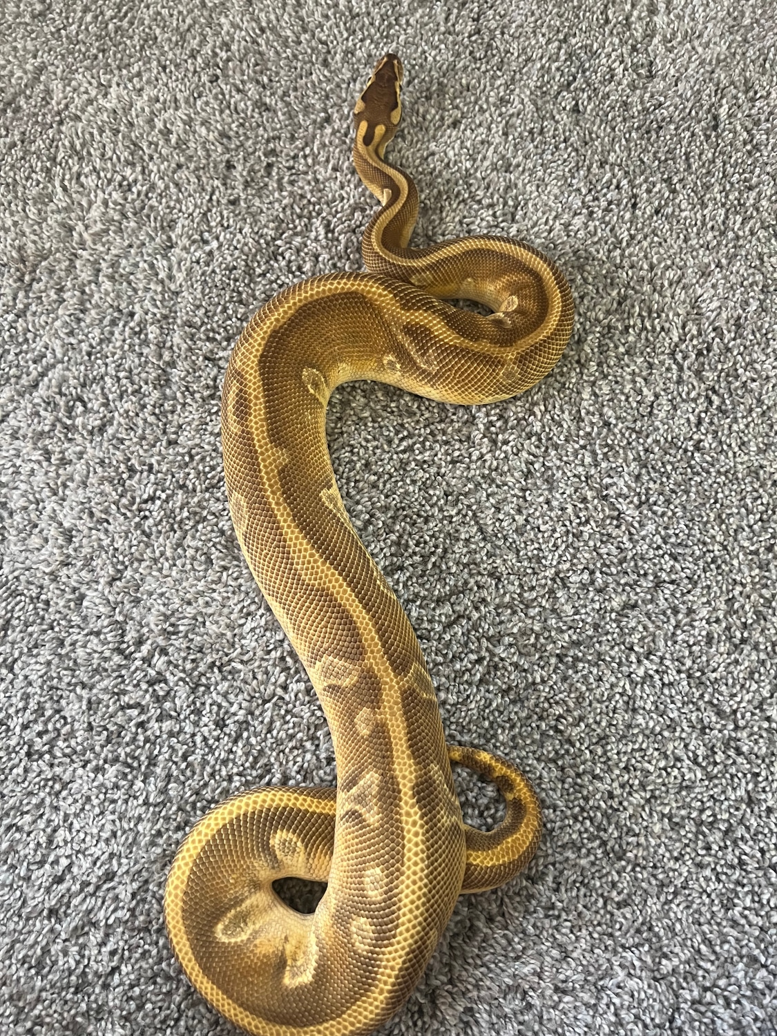 Orange Dream Enchi Fire Butter Ball Python by HK pythons - MorphMarket