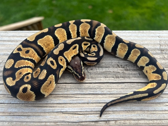 TH Genetic Stripe Clown Pied Pastel Enchi Ball Python by HK pythons