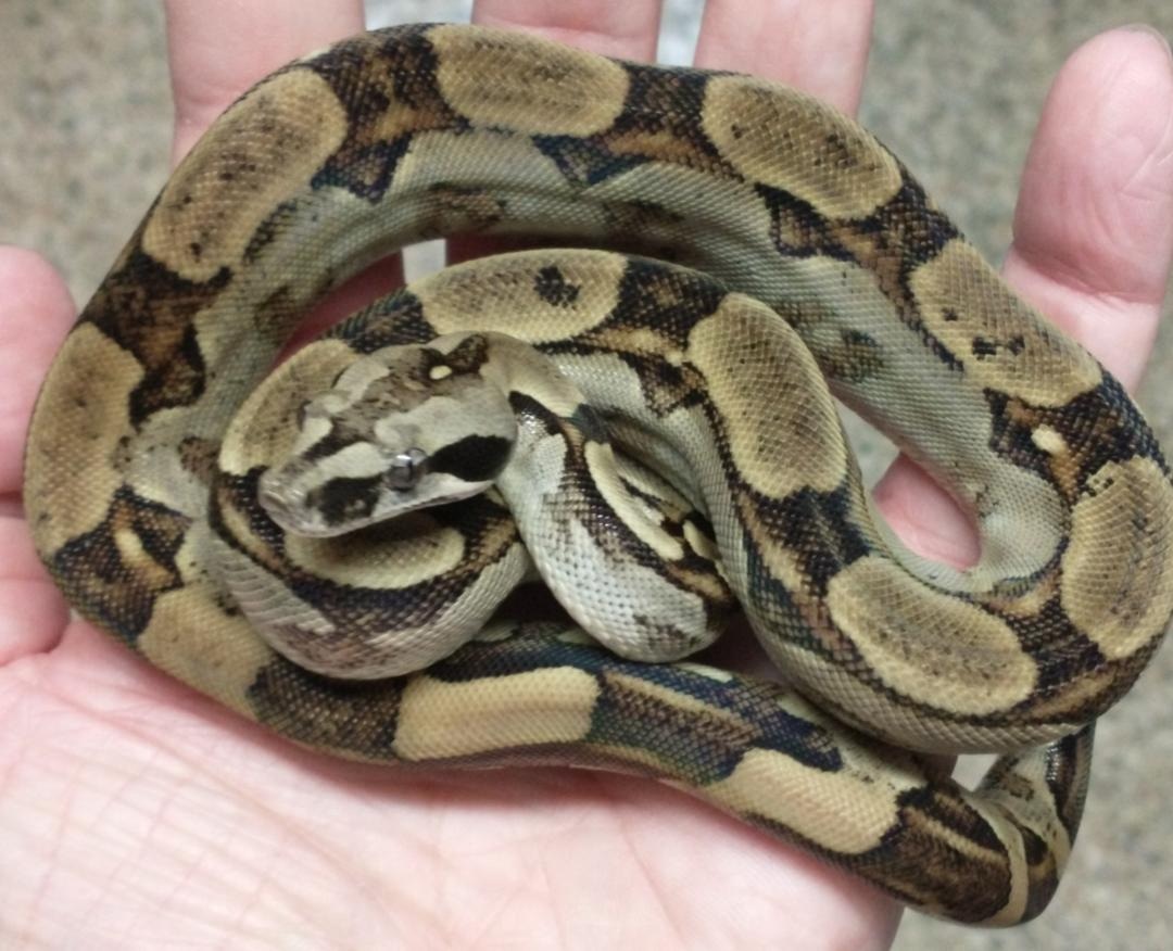 Harding Line Longicauda Peruvian Long-tailed Boa Constrictor by Off ...