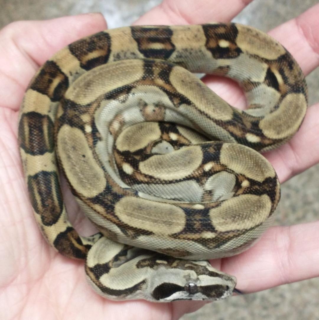 Harding Line Longicauda Peruvian Long-tailed Boa Constrictor by Off ...
