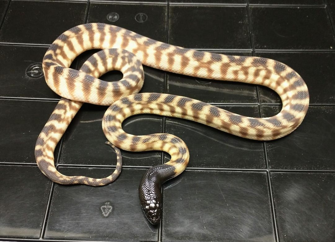 Black-headed Python by Off Center Reptiles - MorphMarket