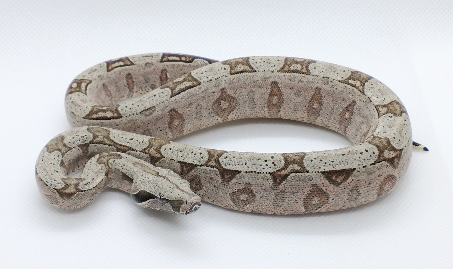Bolivian Short-tailed Boa Constrictor by Off Center Reptiles - MorphMarket