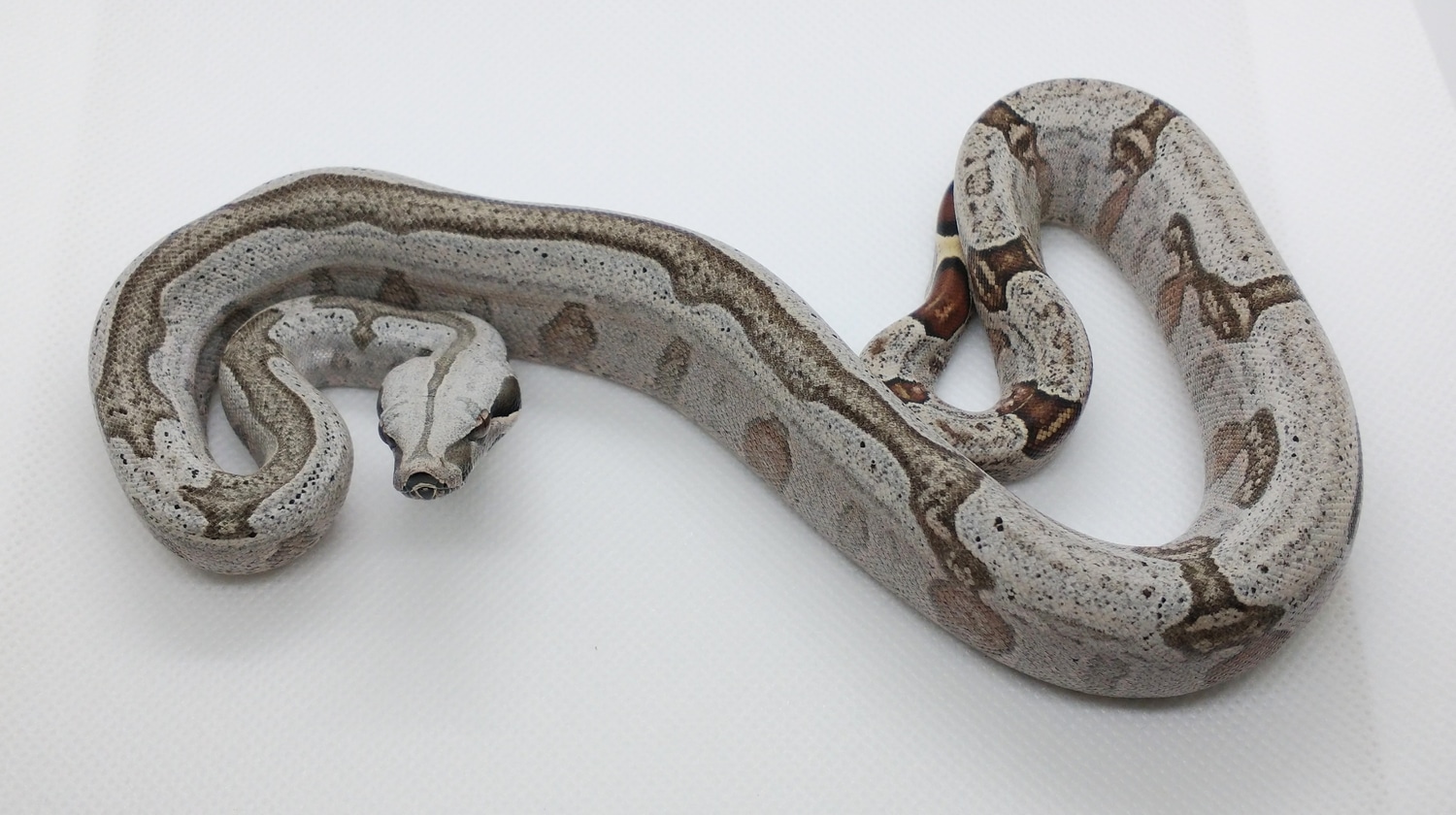 Striped Bolivian Short-tailed Boa Constrictor by Off Center Reptiles ...