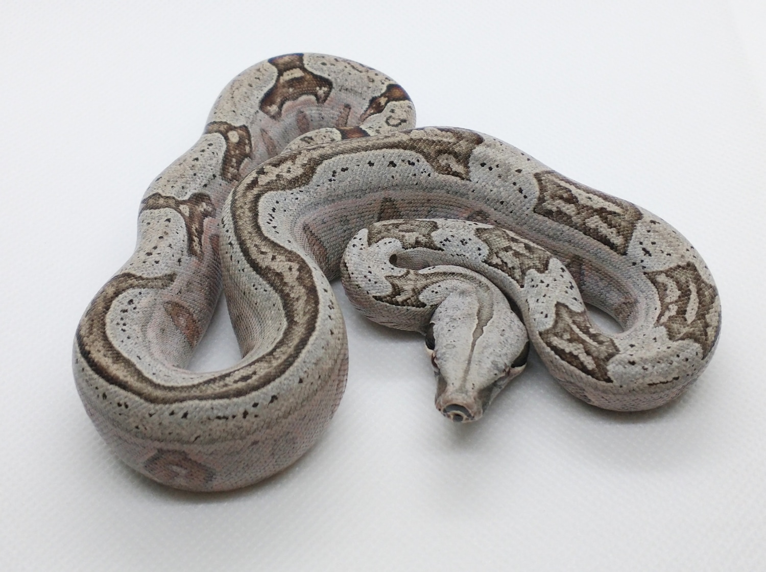 Striped Bolivian Short-tailed Boa Constrictor by Off Center Reptiles ...