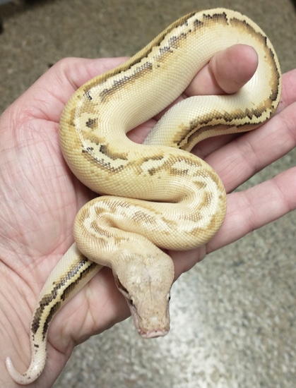 Ivory Blood Python by Off Center Reptiles