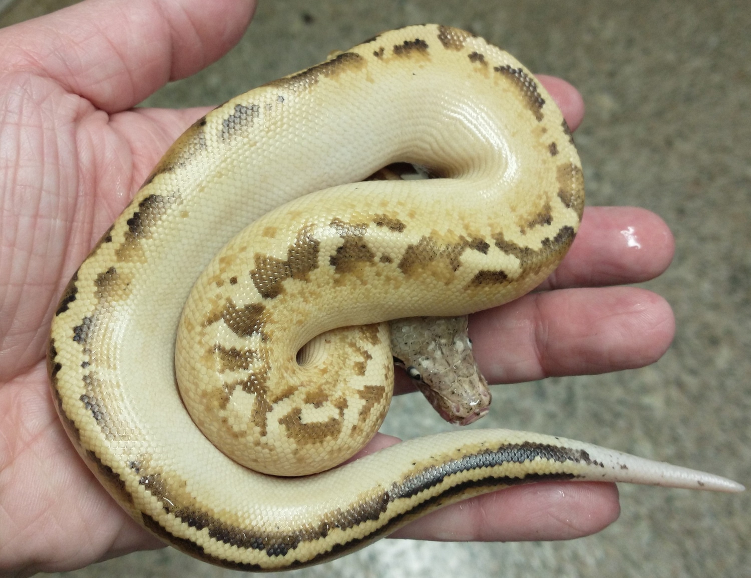Ivory Blood Python by Off Center Reptiles - MorphMarket