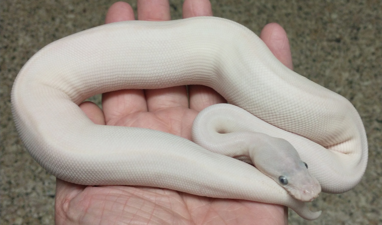 Super Mojave Ghost Ball Python by Off Center Reptiles - MorphMarket