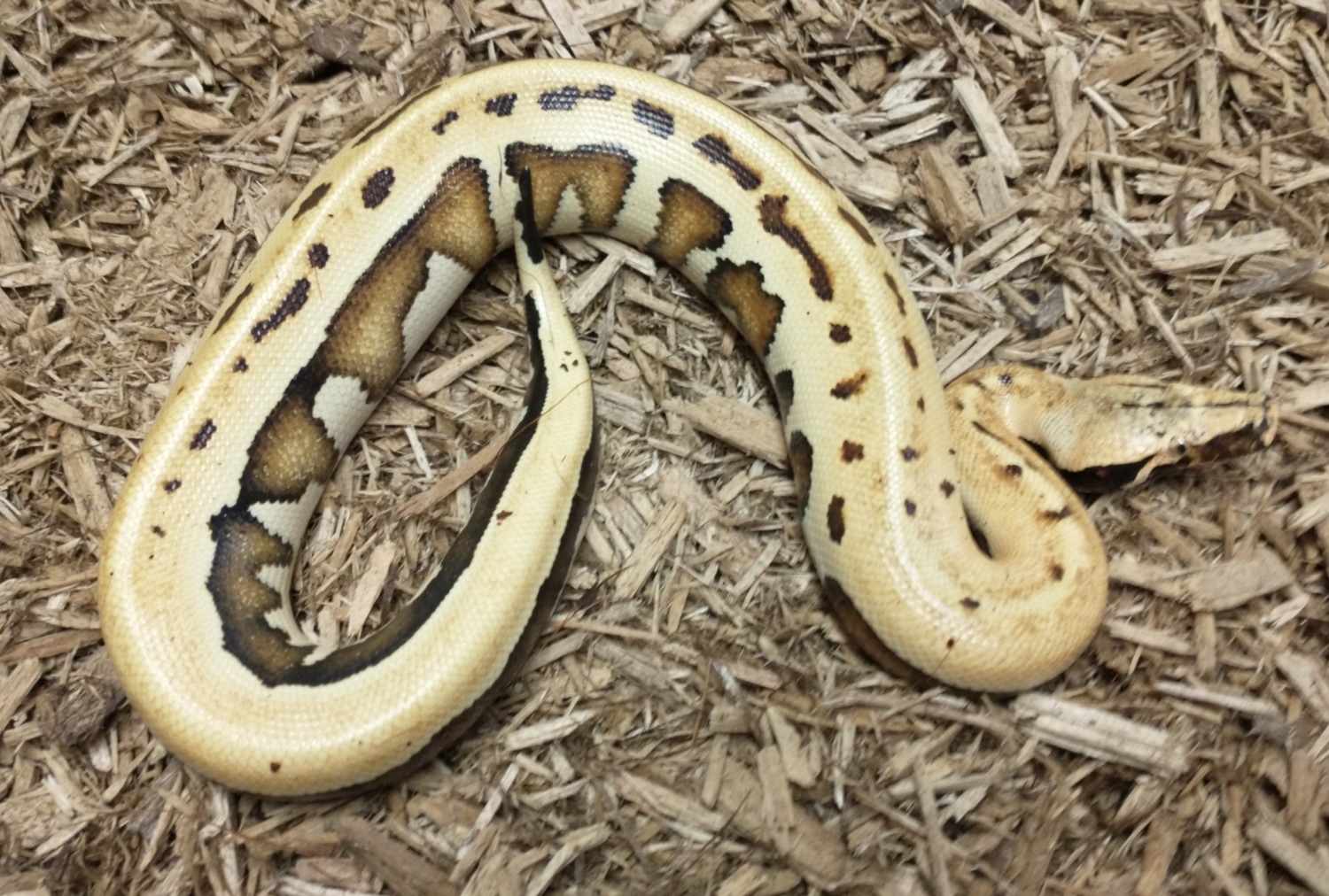 Goldeneye Blood Python by Off Center Reptiles - MorphMarket