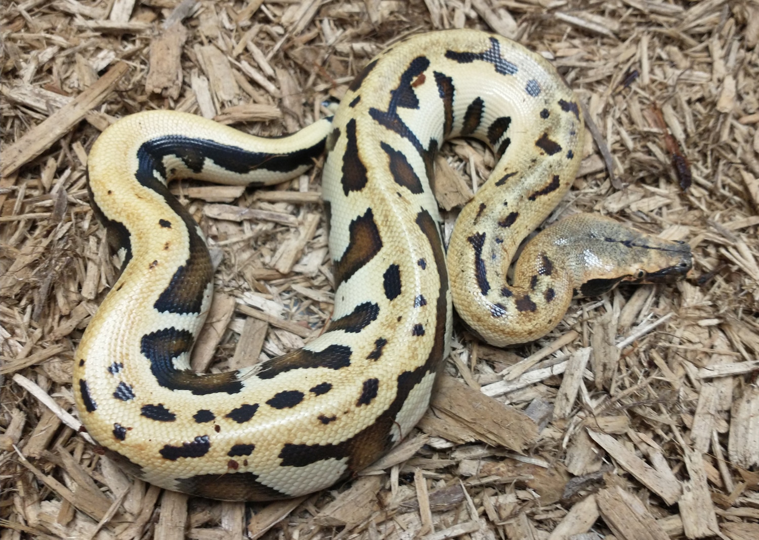 Goldeneye Blood Python by Off Center Reptiles - MorphMarket