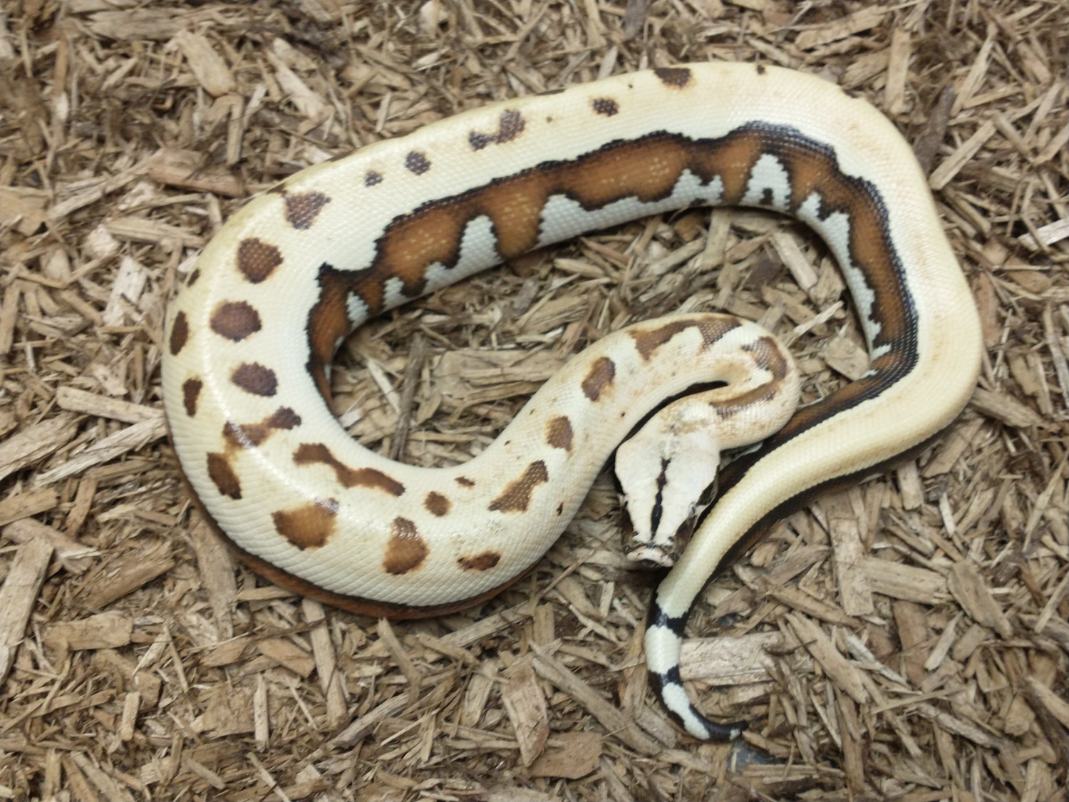 Goldeneye 66% Pos Het T - Blood Python by Off Center Reptiles - MorphMarket