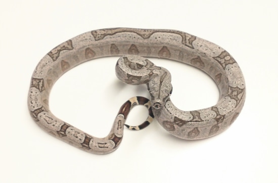 Bolivian Short-Tailed Boa Constrictor by Off Center Reptiles