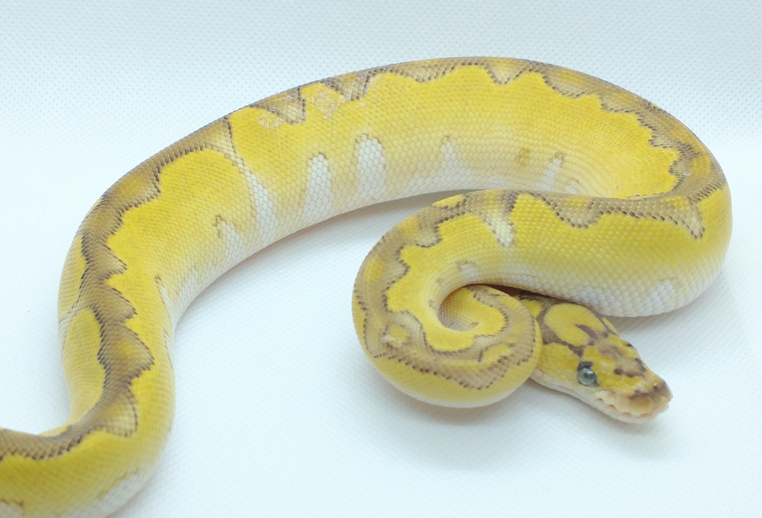 Lesser Blade Clown Ball Python by Off Center Reptiles - MorphMarket