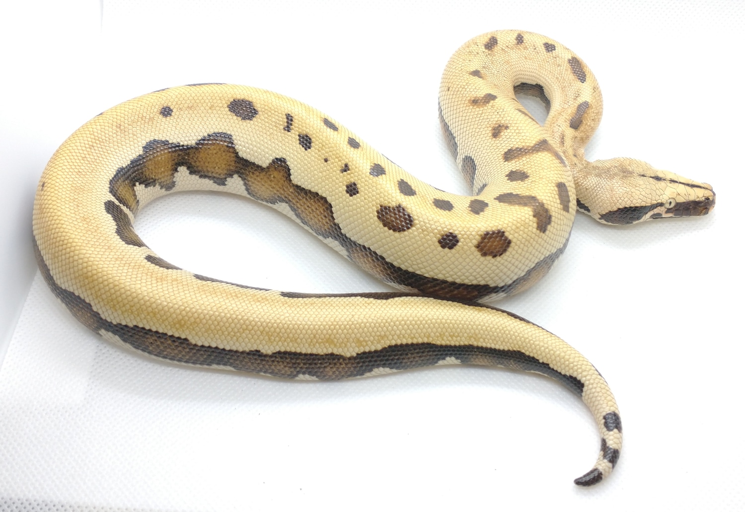 Goldeneye Blood Python by Off Center Reptiles - MorphMarket
