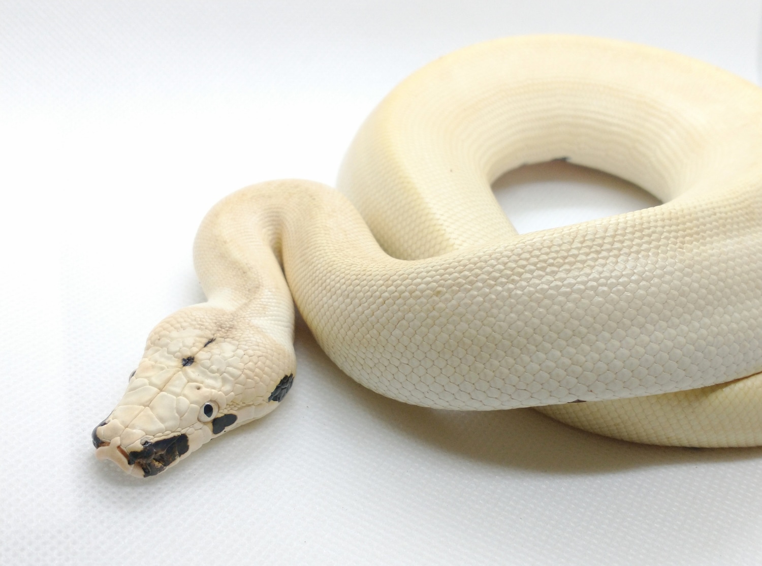 Magpie Blood Python by Off Center Reptiles - MorphMarket