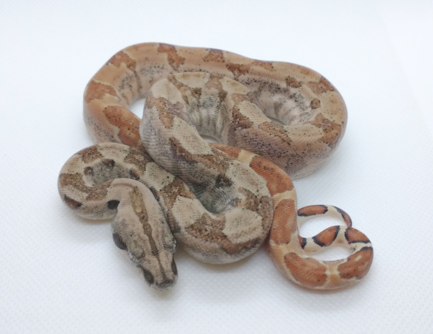 Triple Het Sun Dragon Boa Constrictor by Off Center Reptiles - MorphMarket