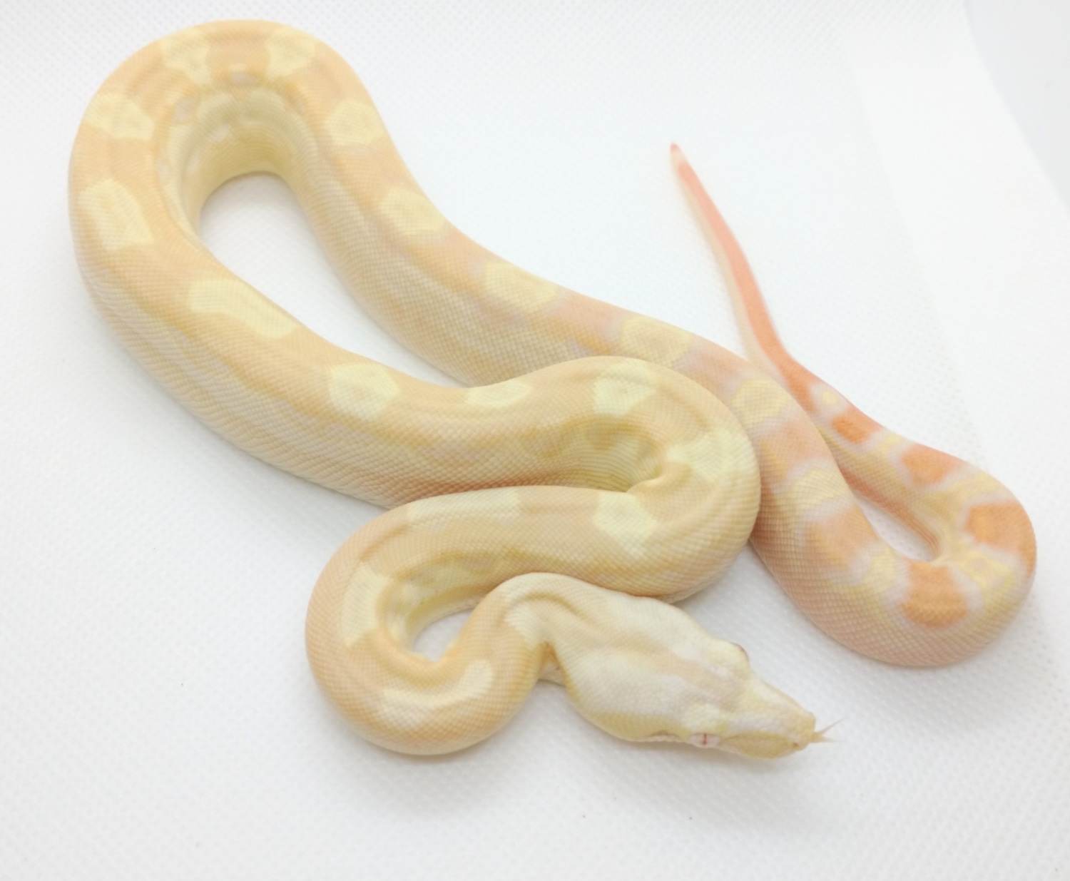 Albino Motley Boa Constrictor by Off Center Reptiles - MorphMarket