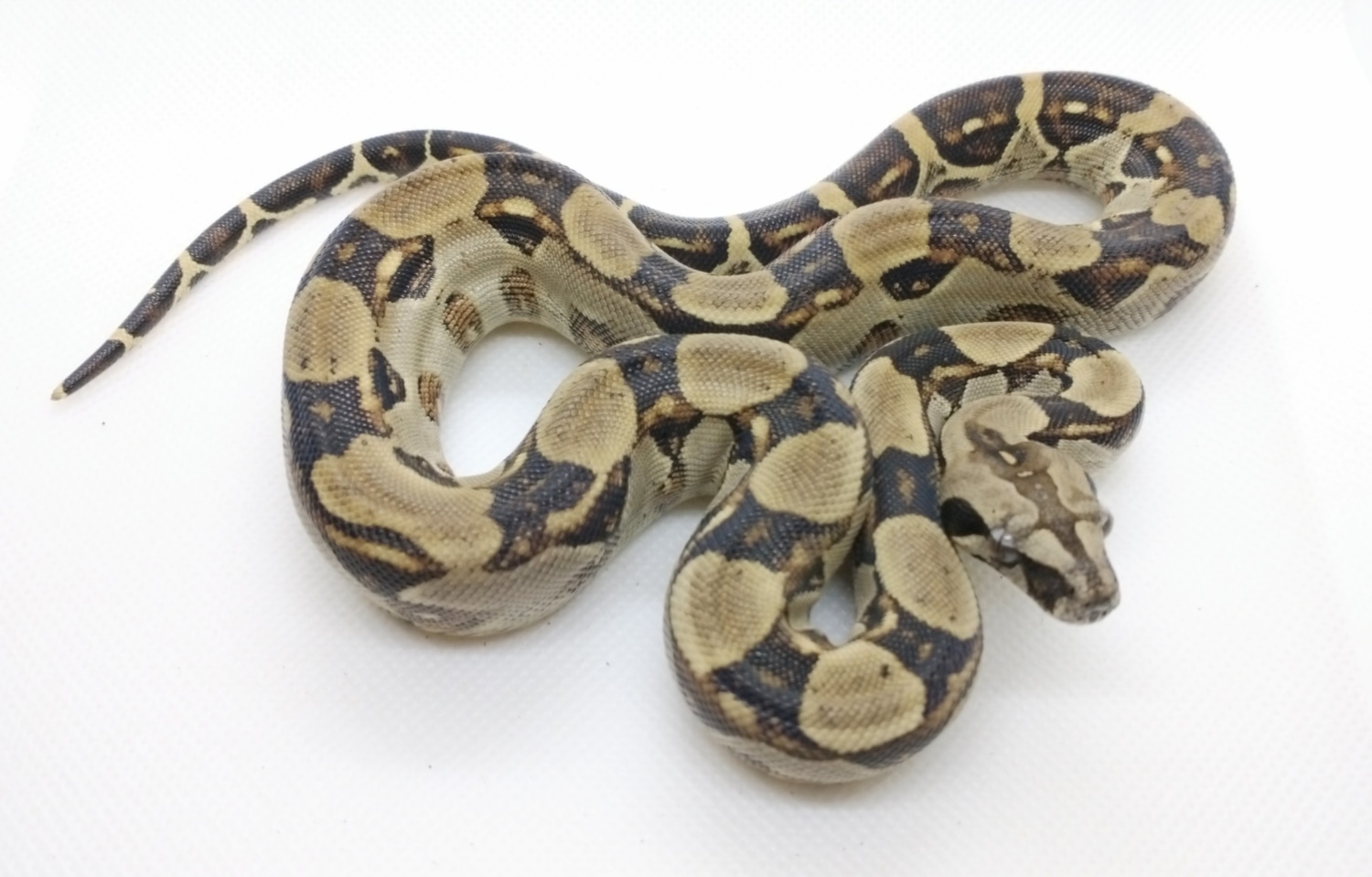Harding Line Peruvian Long-tailed Boa Constrictor by Off Center ...