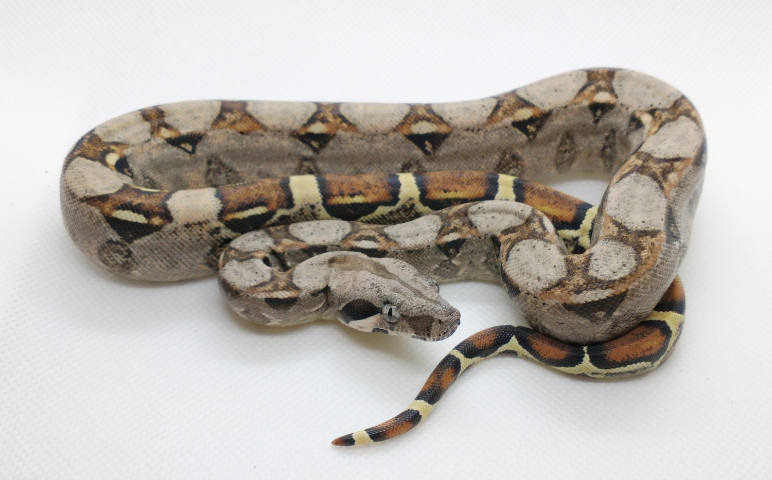 Double Het Snow Boa Constrictor by Off Center Reptiles - MorphMarket