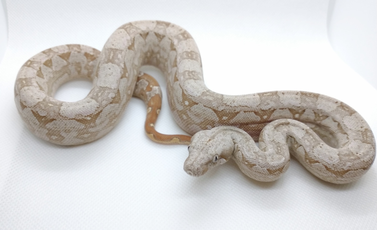 T+ Albino Argentine Boa Constrictor by Off Center Reptiles - MorphMarket