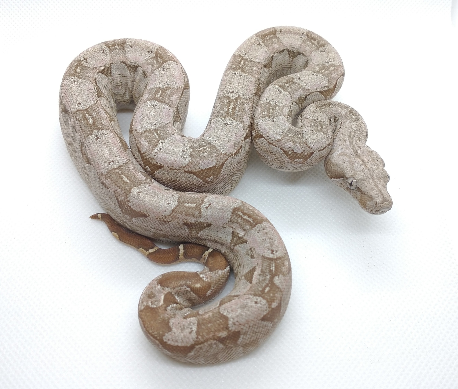 T+ Albino Argentine Boa Constrictor by Off Center Reptiles - MorphMarket