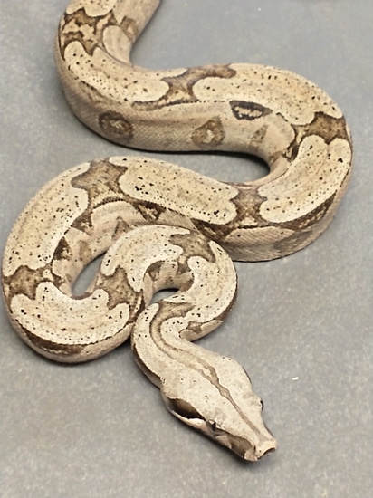 Bolivian Short-Tailed Boa Constrictor by Off Center Reptiles