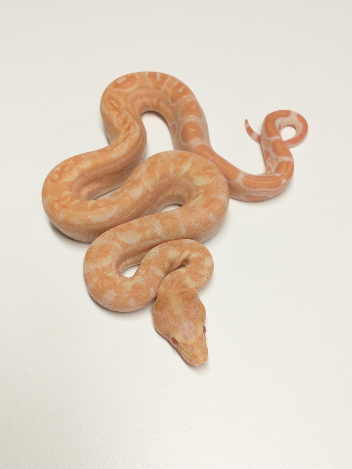 Sunglow Leopard Boa Constrictor by Off Center Reptiles - MorphMarket