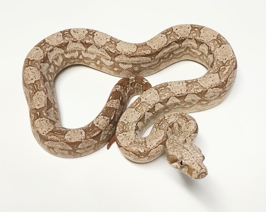 T+ Albino Argentine Boa Constrictor by Off Center Reptiles