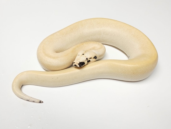 Magpie Blood Python by Off Center Reptiles