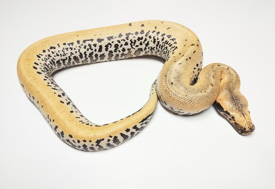 Pixel Blood Python by Off Center Reptiles