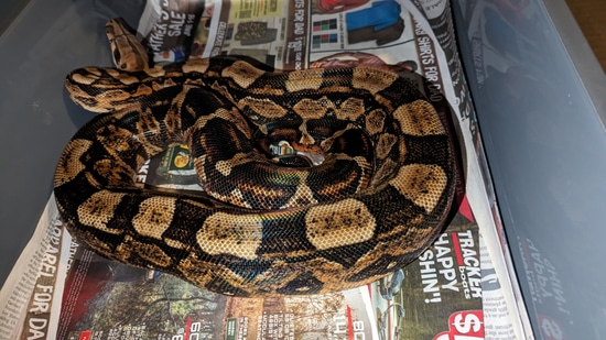 Hypo Inca Boa Constrictor by Exotic Constrictor Designs