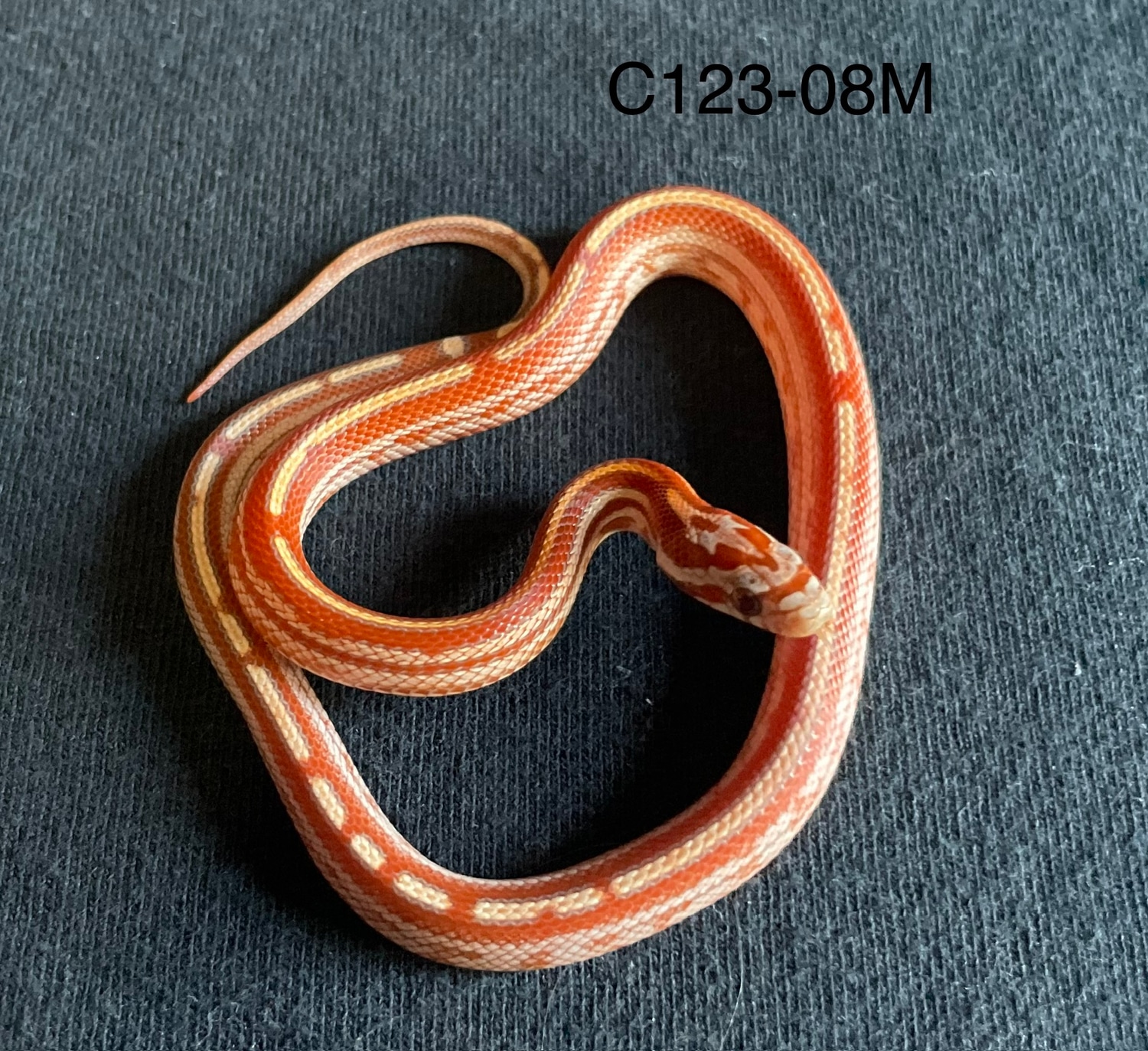 Ultramel Motley Tessera Corn Snake by Badlands Herpetoculture - MorphMarket