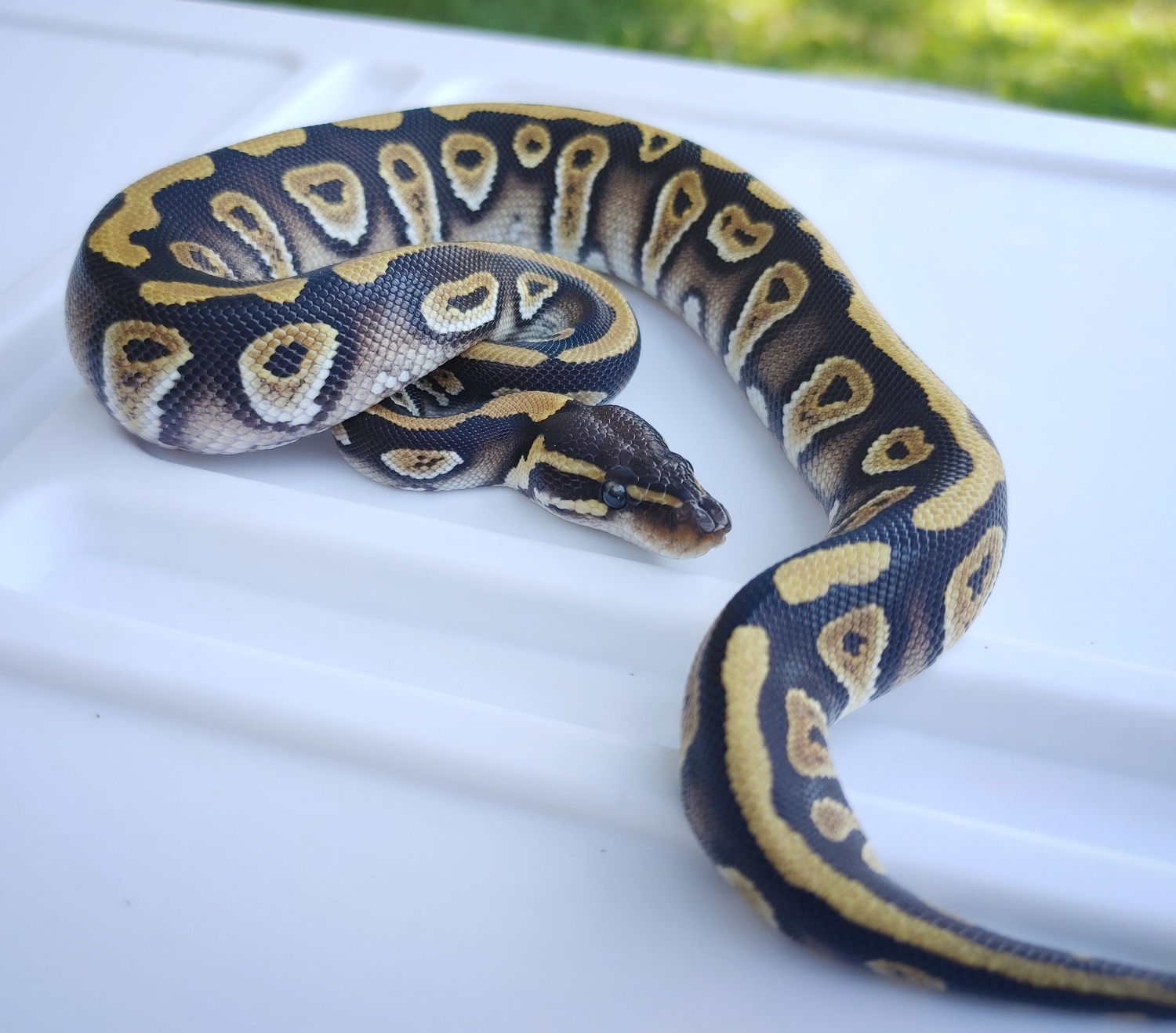 Mystic Ball Python by KP Reptiles & Exotics - MorphMarket