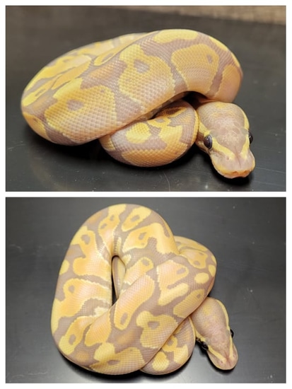 Banana #1 Ball Python by KP Exotics