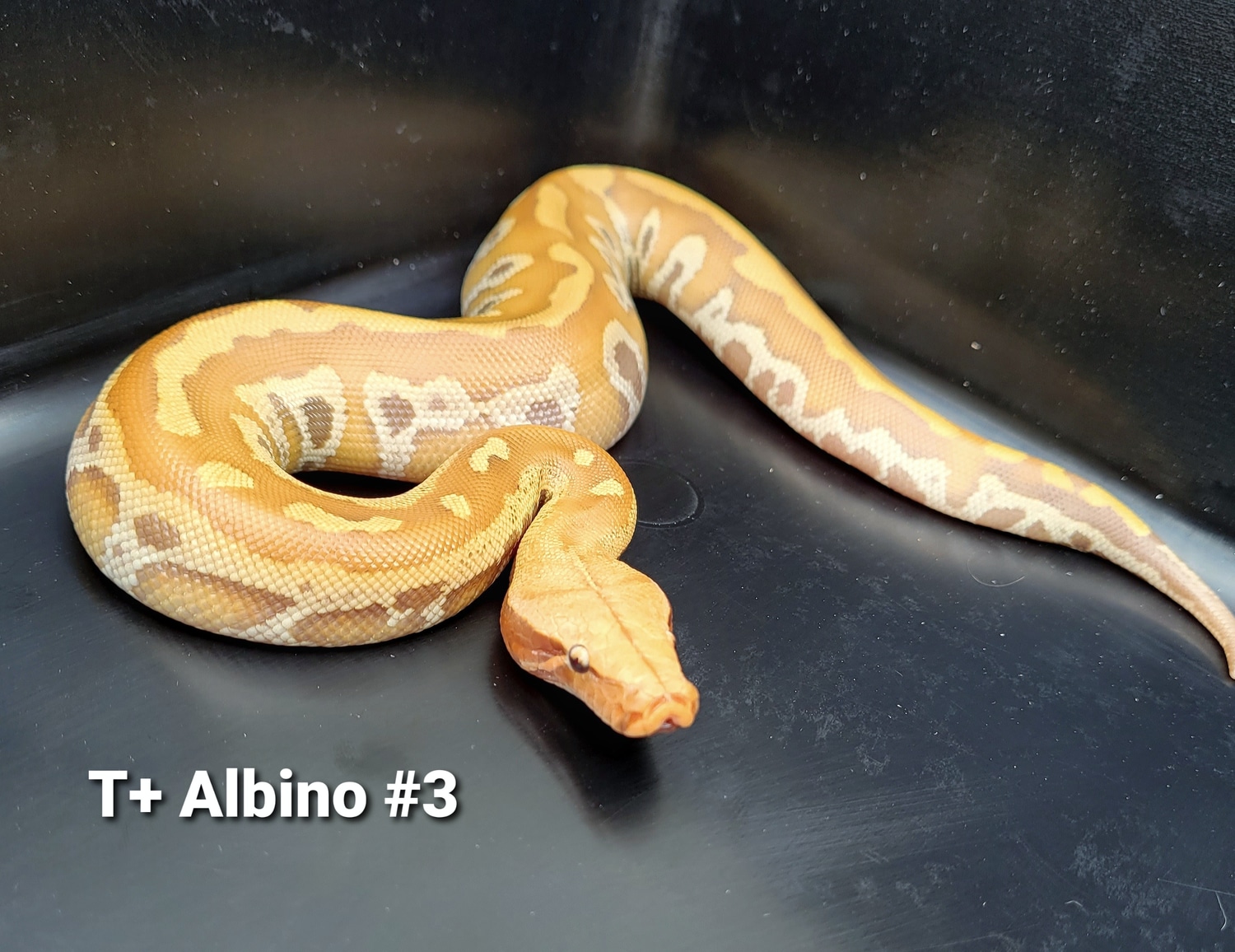 T+ Albino Female, Easy To Handle Blood Python by KP Reptiles & Exotics ...