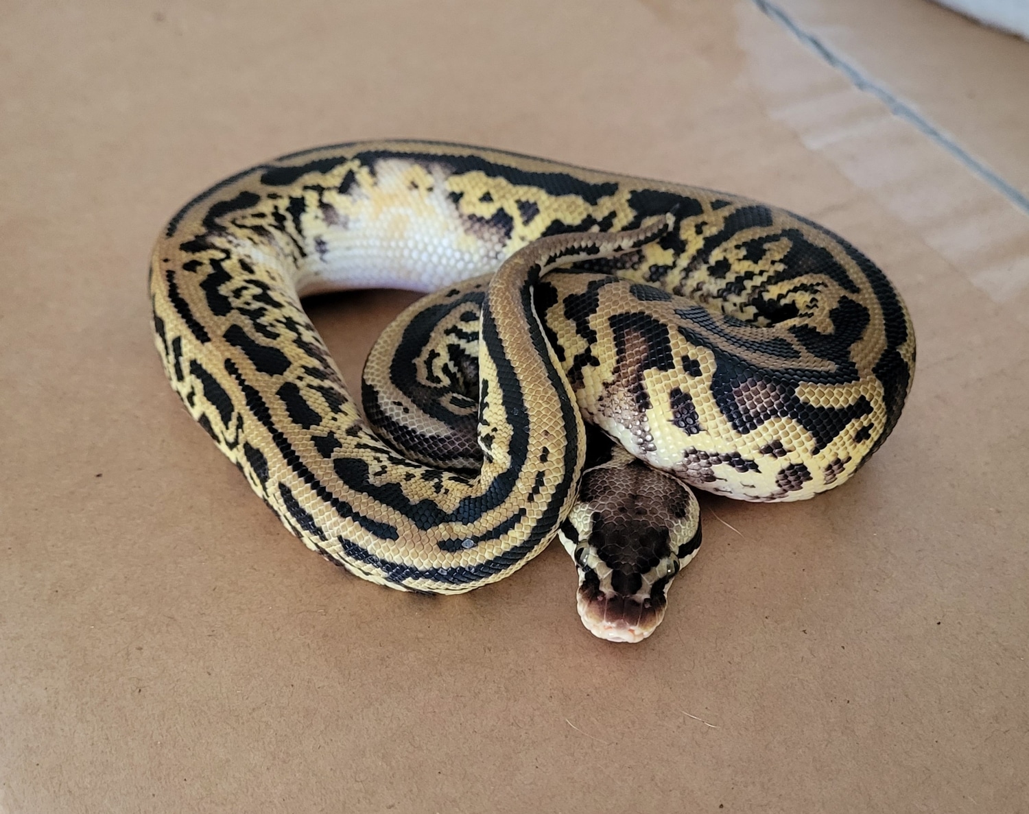 Leopard Pastel Ph Pied Ball Python by KP Reptiles & Exotics - MorphMarket
