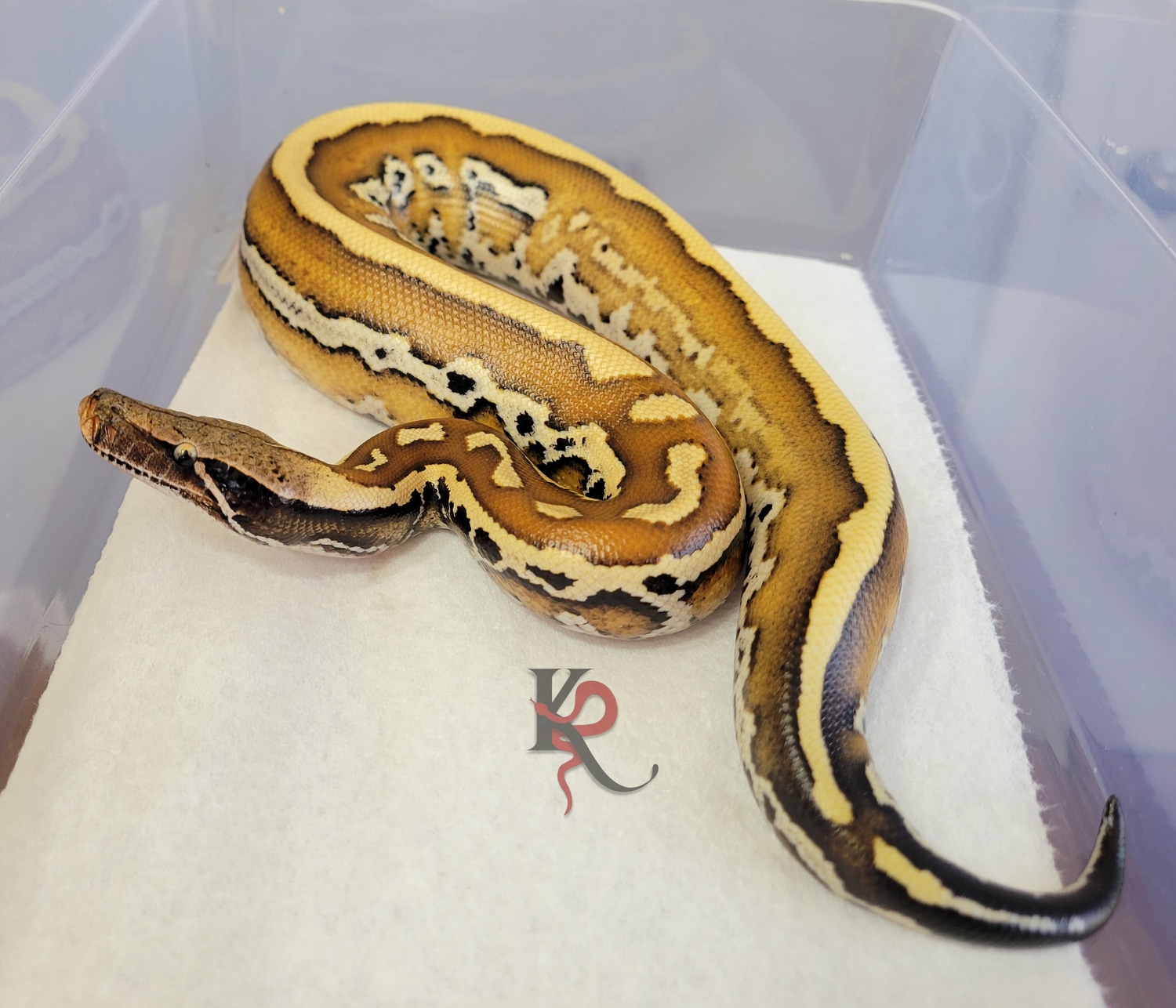 Stripe Blood Python by KP Reptiles & Exotics - MorphMarket