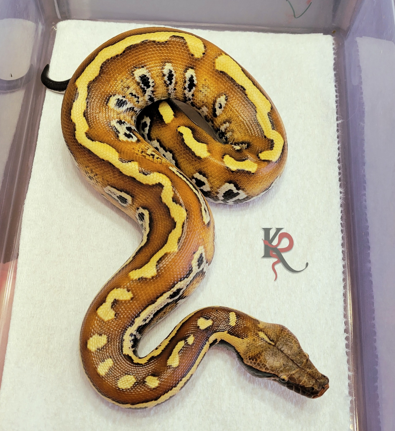 Stripe Blood Python by KP Reptiles & Exotics - MorphMarket