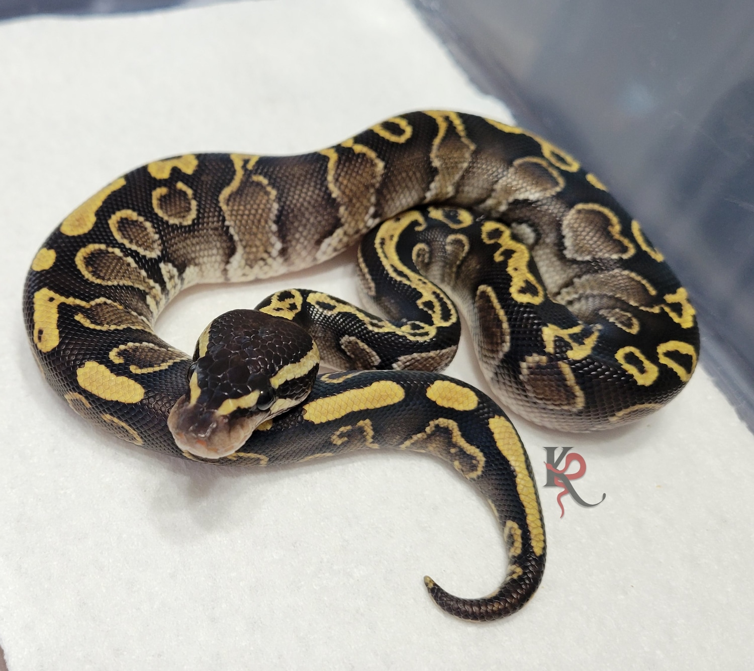 GHI Mystic - SHIPS FREE Ball Python by KP Exotics - MorphMarket