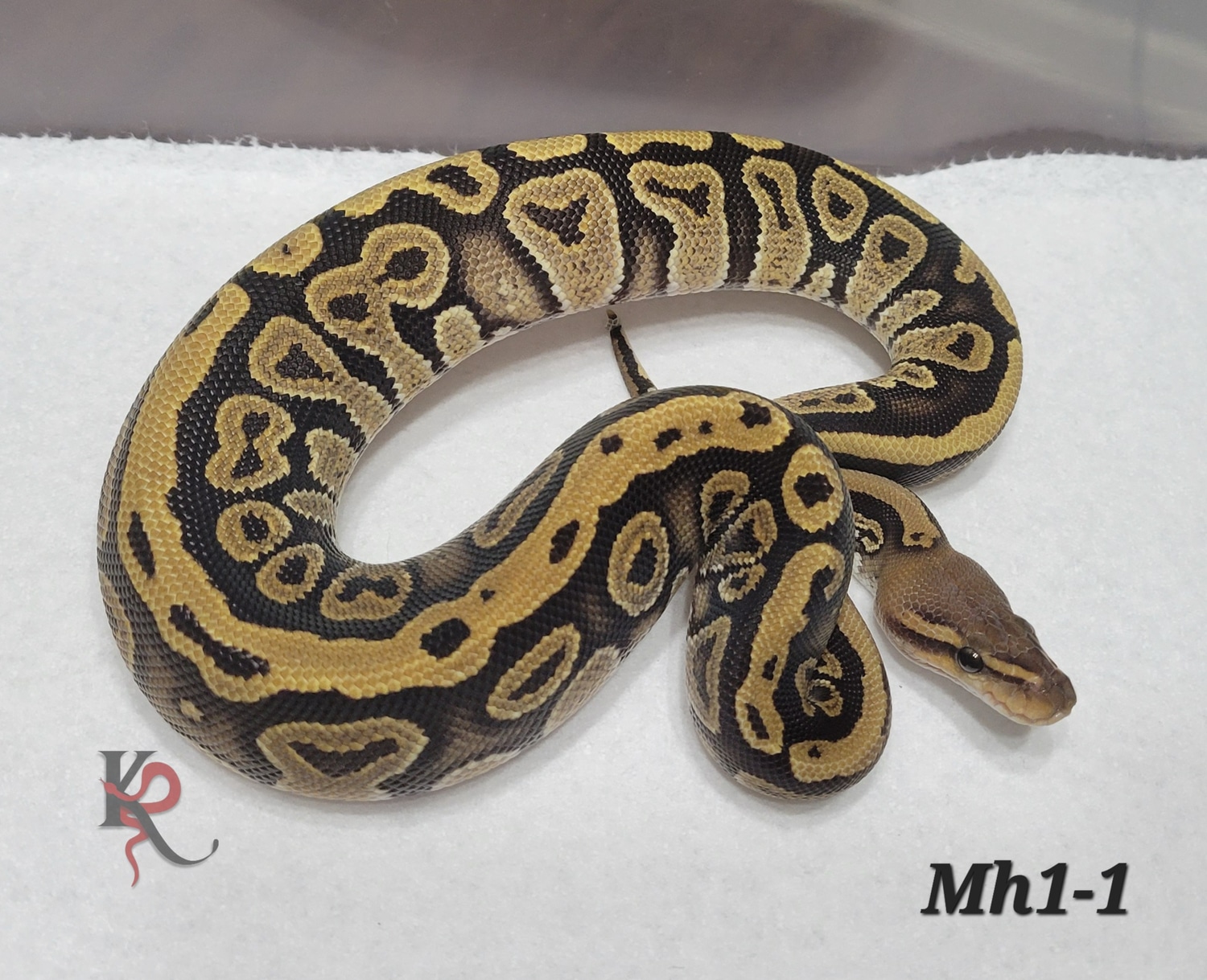 Mahogany Harlequin Dh Hypo Pied Ball Python by KP Exotics - MorphMarket