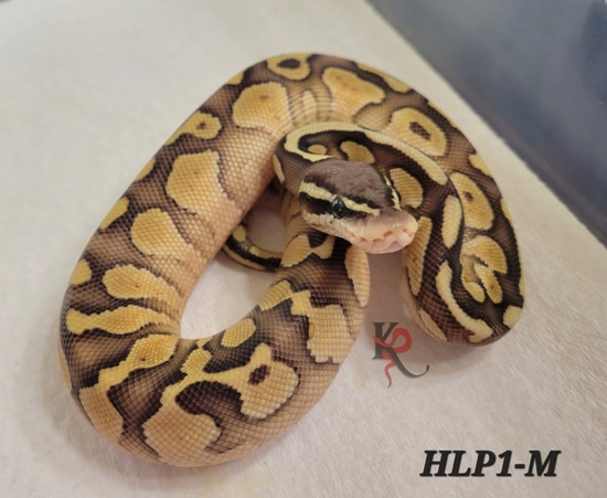 Pastel Lesser Het Ghost Dinker FREE SHIP Ball Python by KP Exotics