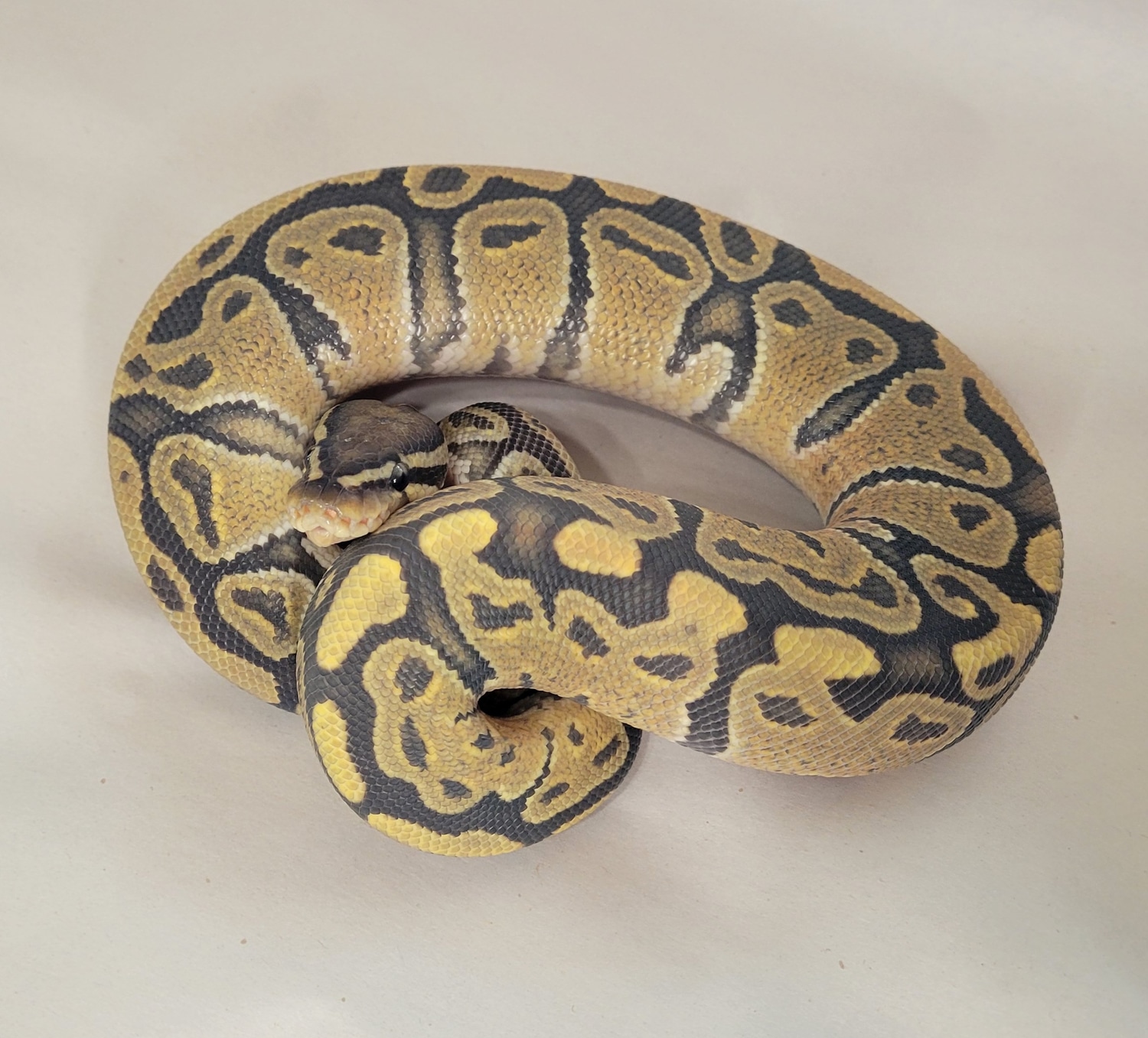 Mahogany Hypo 66% Pied SHIPS FREE Ball Python by KP Reptiles & Exotics ...
