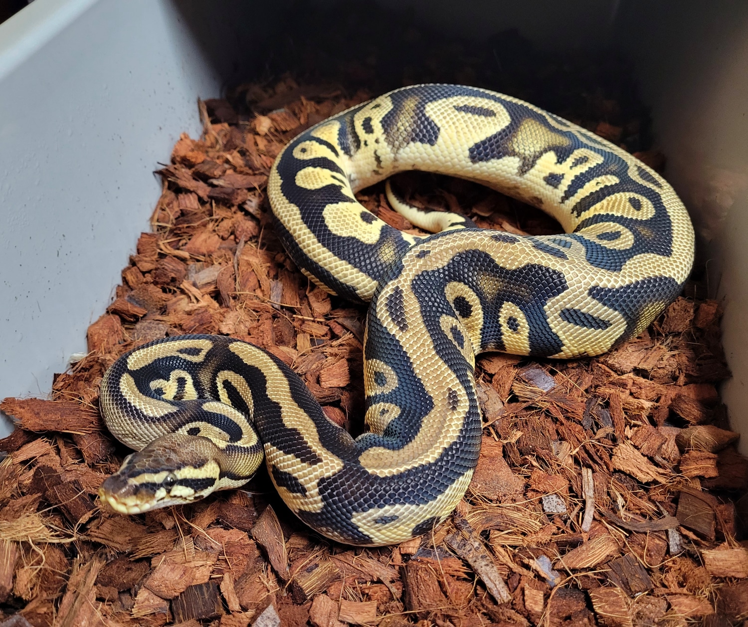 Leopard Pastel OD SHIPS FREE Ball Python by KP Reptiles & Exotics - MorphMarket